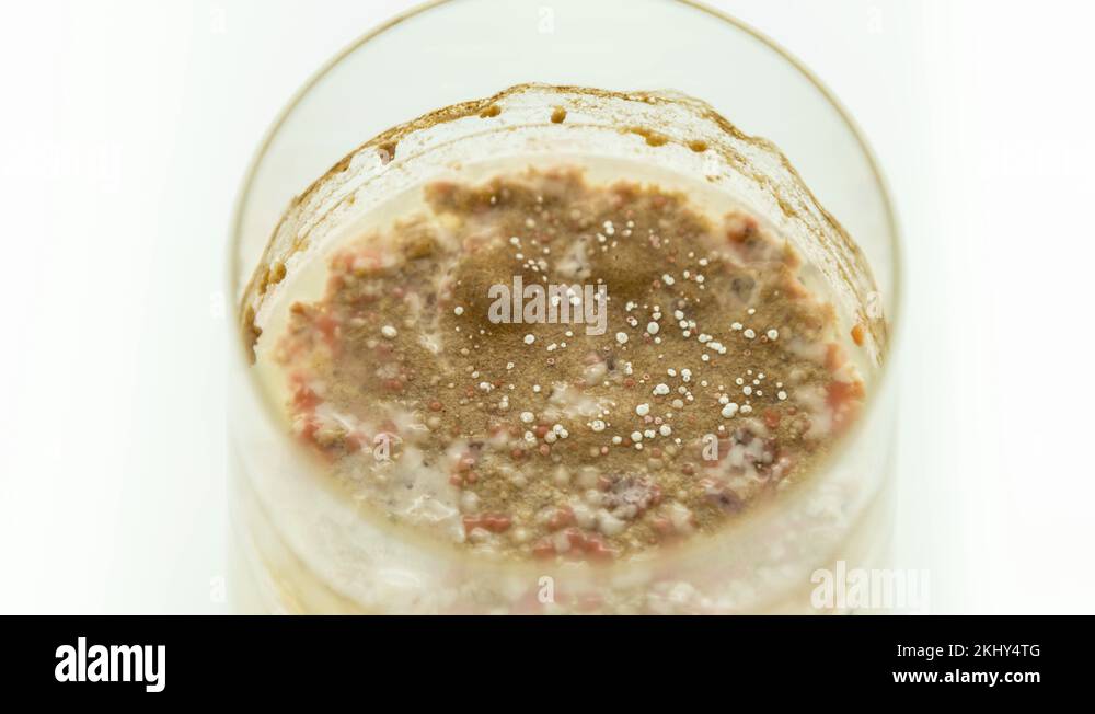 Rotting food Stock Videos & Footage - HD and 4K Video Clips - Alamy