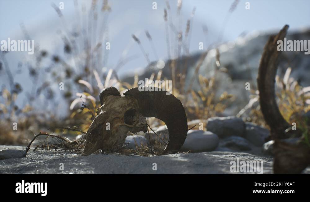 Skull of a dead ram in the desert Stock Video Footage - Alamy