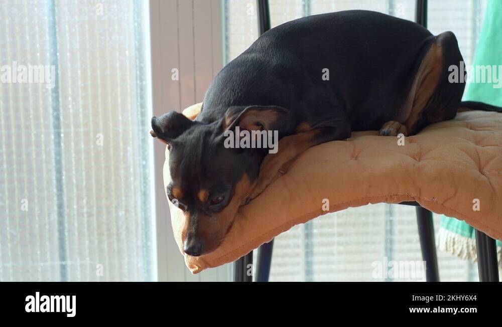 Decayed dog on top of a chair. Chihuaha sitting on a pillow in the ...