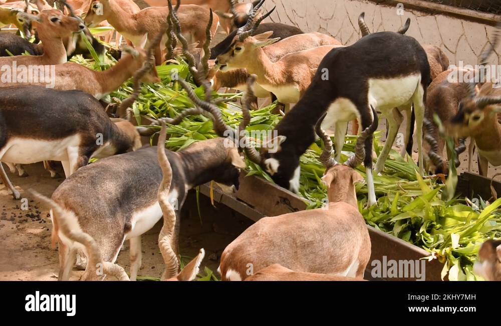 Animals fighting food Stock Videos & Footage - HD and 4K Video Clips ...