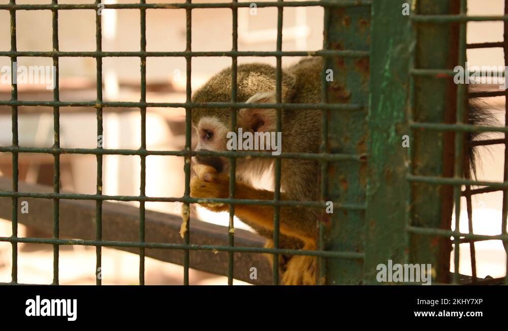 Little squirrel monkey sitting inside fence cage in zoo park and eating ...