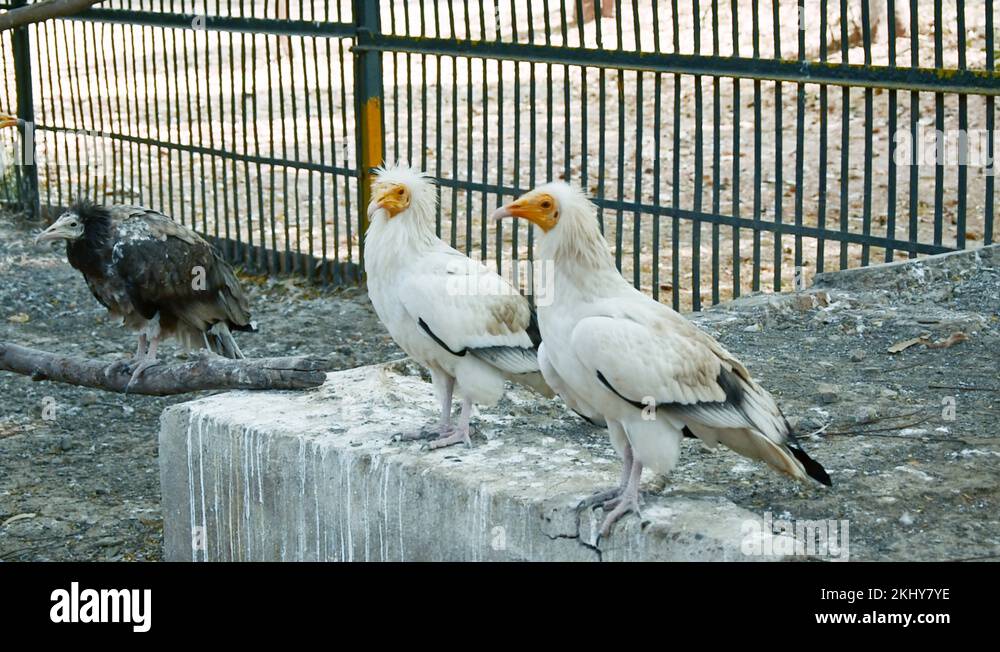 Two white Egyptian vultures sitting in big cage in Zoo park, Indore ...