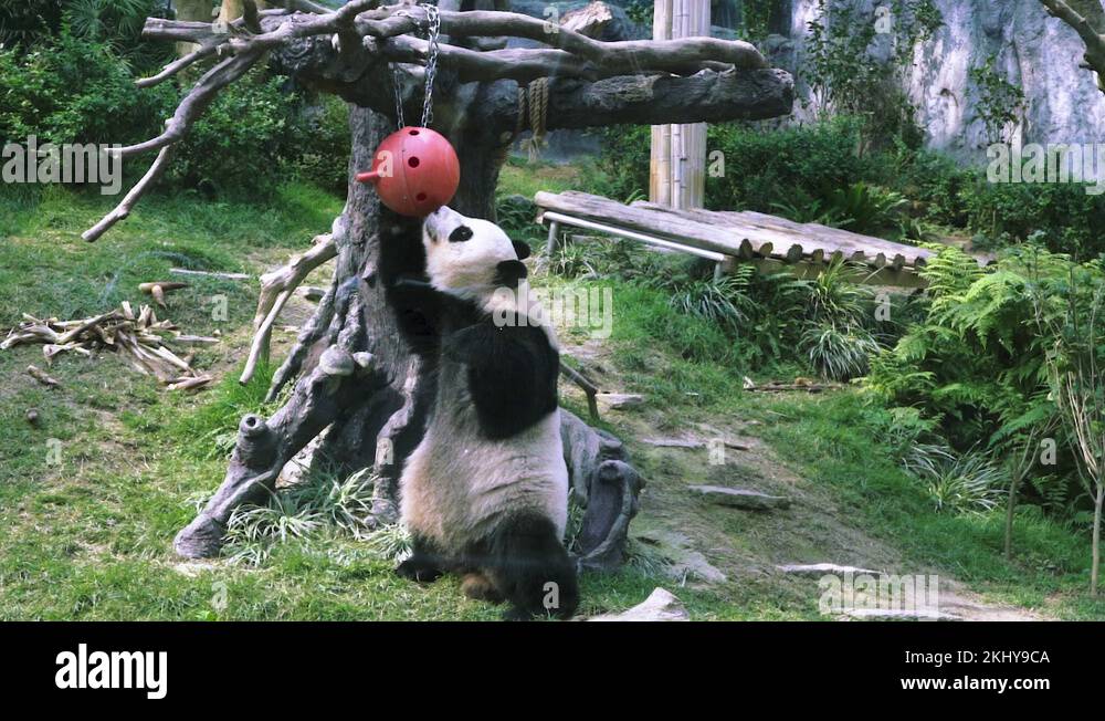 Chinese red panda Stock Videos & Footage - HD and 4K Video Clips - Alamy