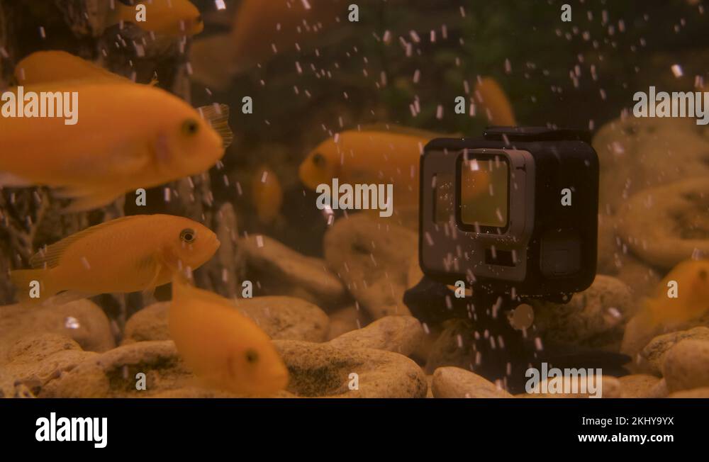 Aquatic photography Stock Videos & Footage - HD and 4K Video Clips - Alamy
