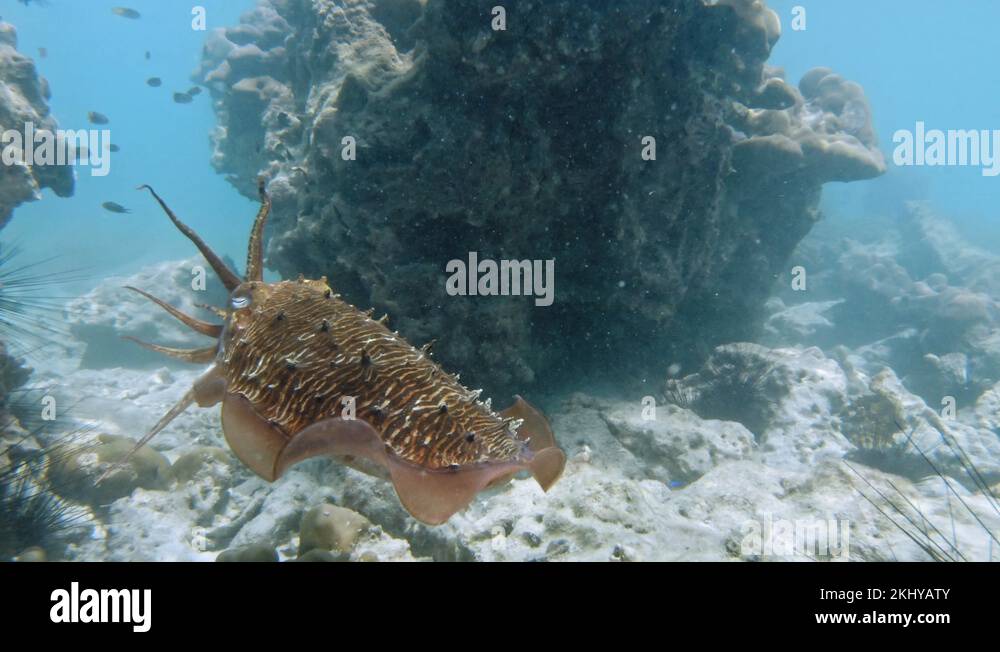 A cuttlefish swims between sharp corals and black sea urchins Stock ...