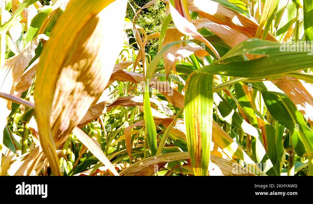 Cultivation of maize Stock Videos & Footage - HD and 4K Video Clips - Alamy