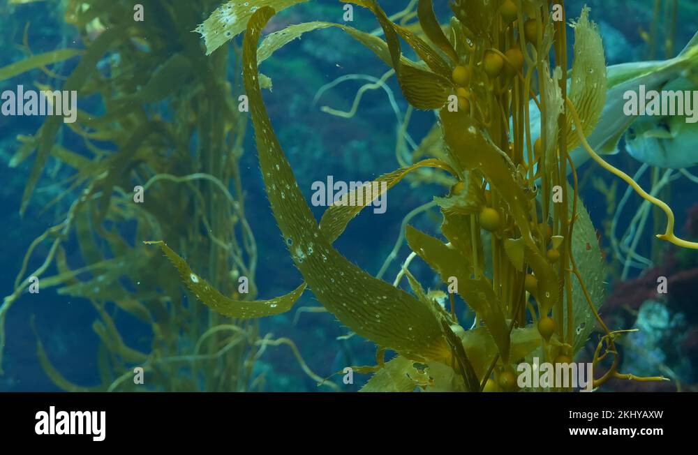 Giant kelp forest macrocystis pyrifera Stock Videos & Footage - HD and ...