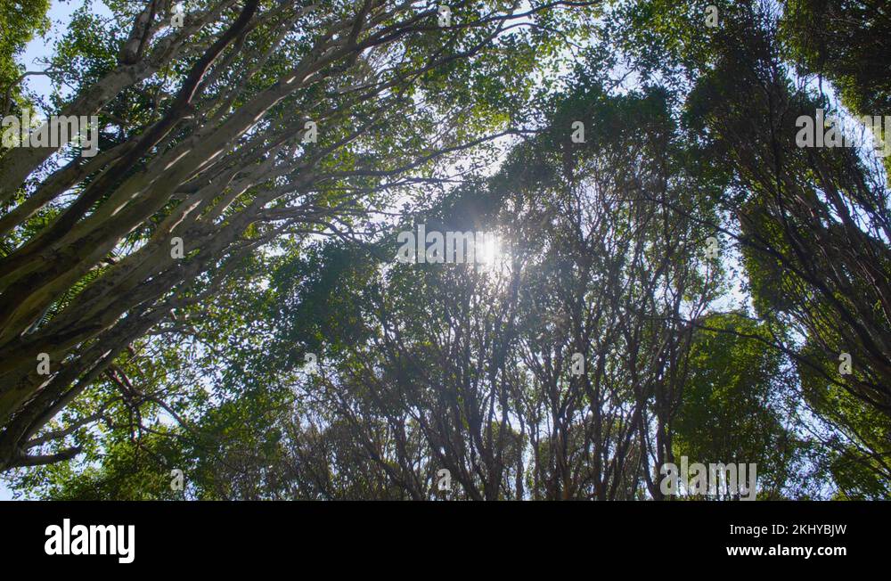 Through tree tops Stock Videos & Footage - HD and 4K Video Clips - Alamy