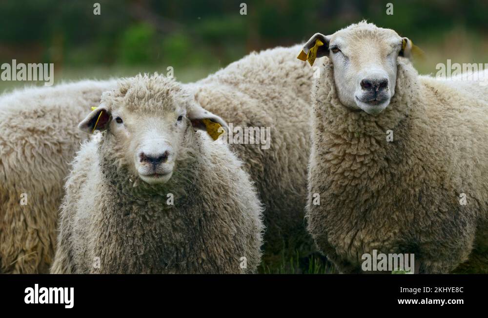 Sheep couple Stock Videos & Footage - HD and 4K Video Clips - Alamy