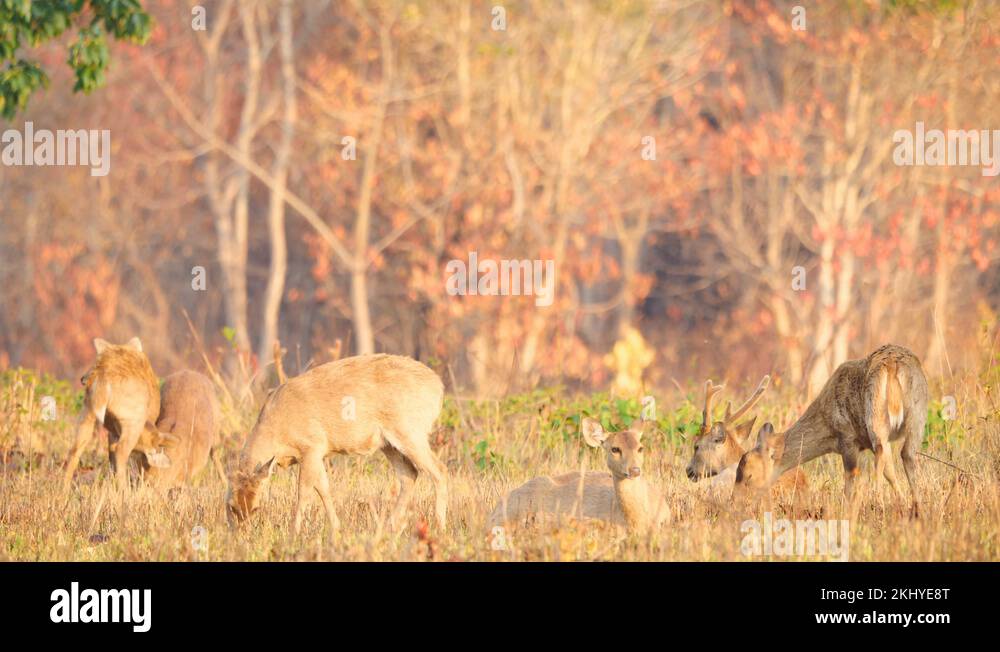 Herd hog deer (Axis porcinus) walking eating grass in forest in the ...