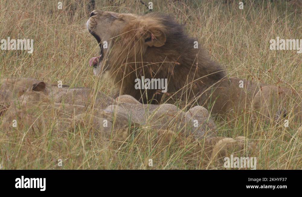 Lions zebra Stock Videos & Footage - HD and 4K Video Clips - Alamy