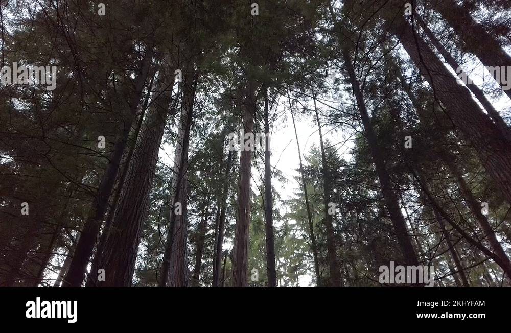 Trees look Stock Videos & Footage - HD and 4K Video Clips - Alamy