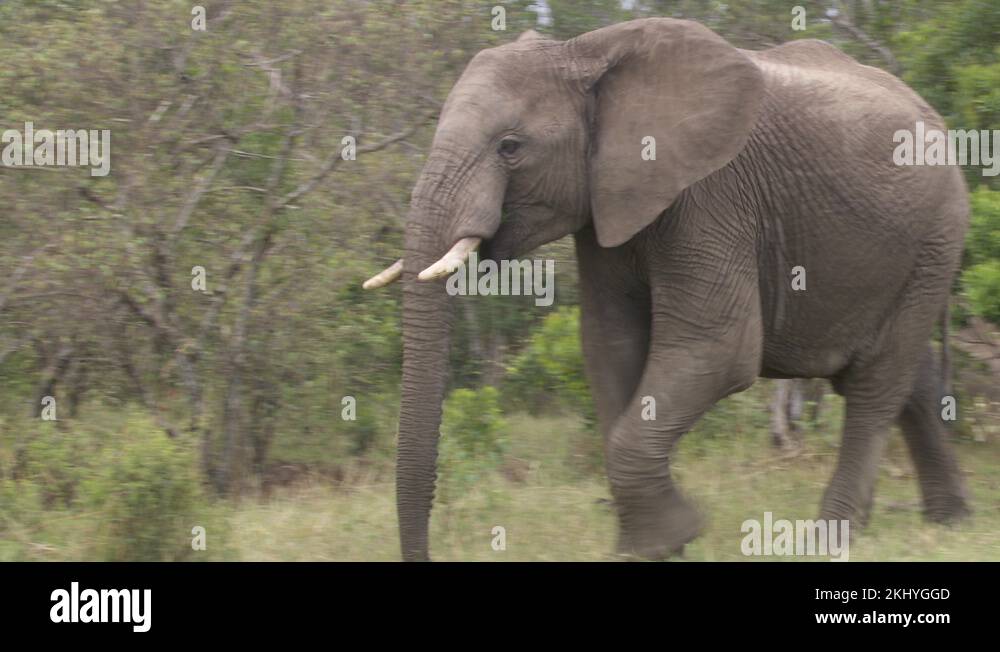 Elephant walking Stock Videos & Footage - HD and 4K Video Clips - Alamy