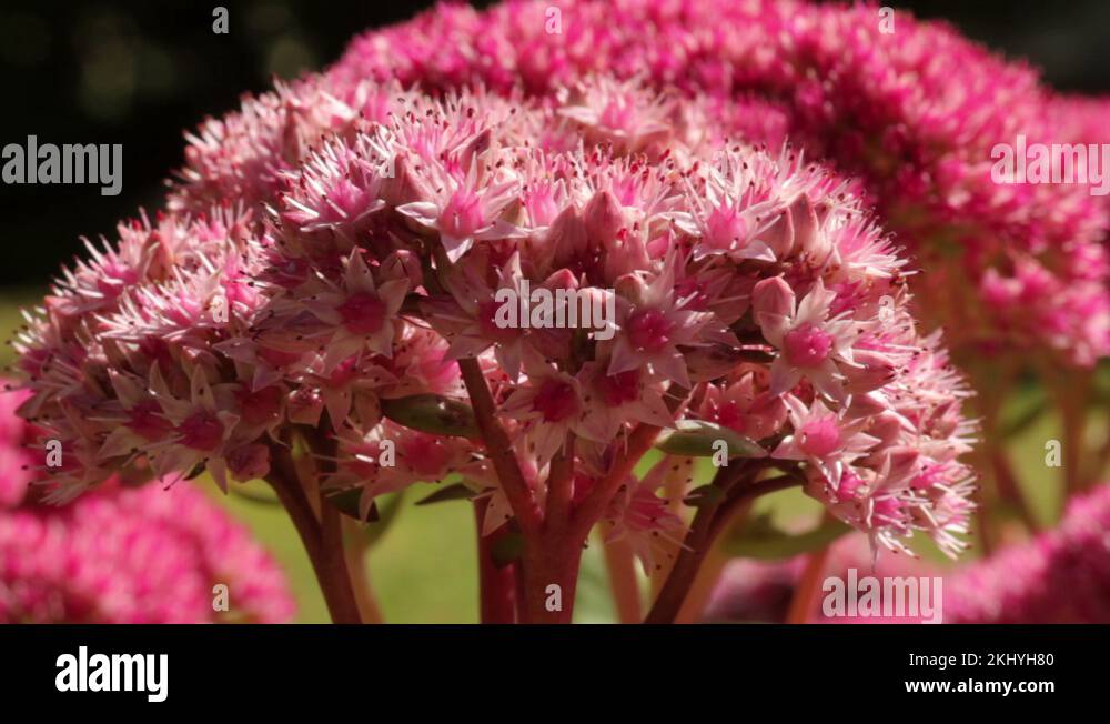 Sedum spectabile Stock Videos & Footage - HD and 4K Video Clips - Alamy
