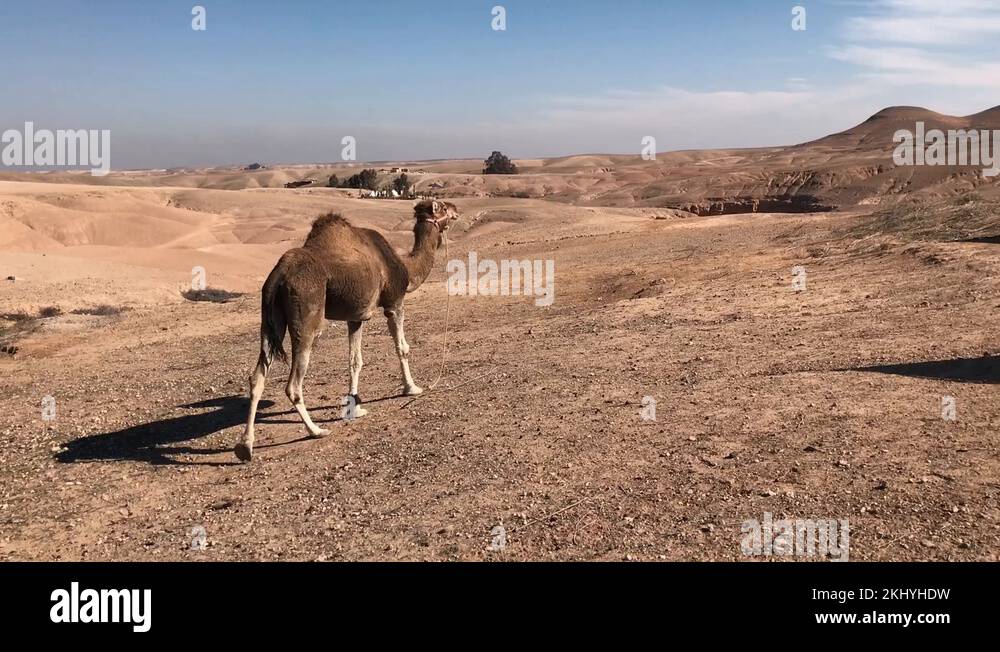 Bedouin boat Stock Videos & Footage - HD and 4K Video Clips - Alamy