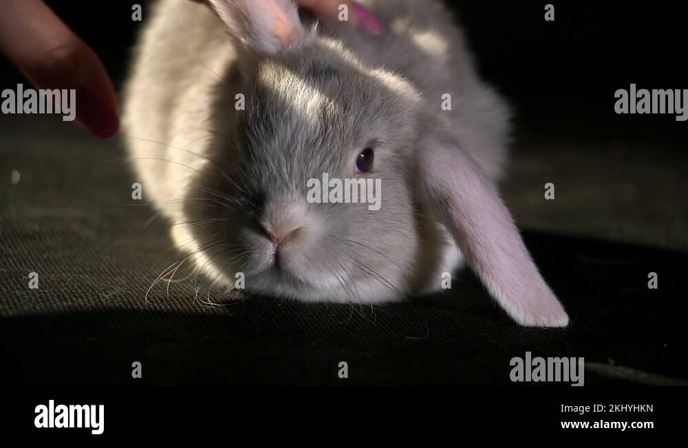 Mini Lop Dwarf Rabbit Close Up Studio Shot With Black Background ...