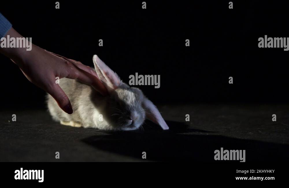 Dwarf in each hand Stock Videos & Footage - HD and 4K Video Clips - Alamy