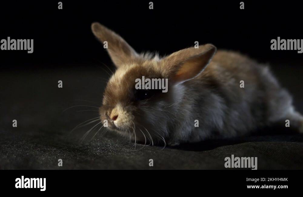 Bunny black background Stock Videos & Footage - HD and 4K Video Clips ...
