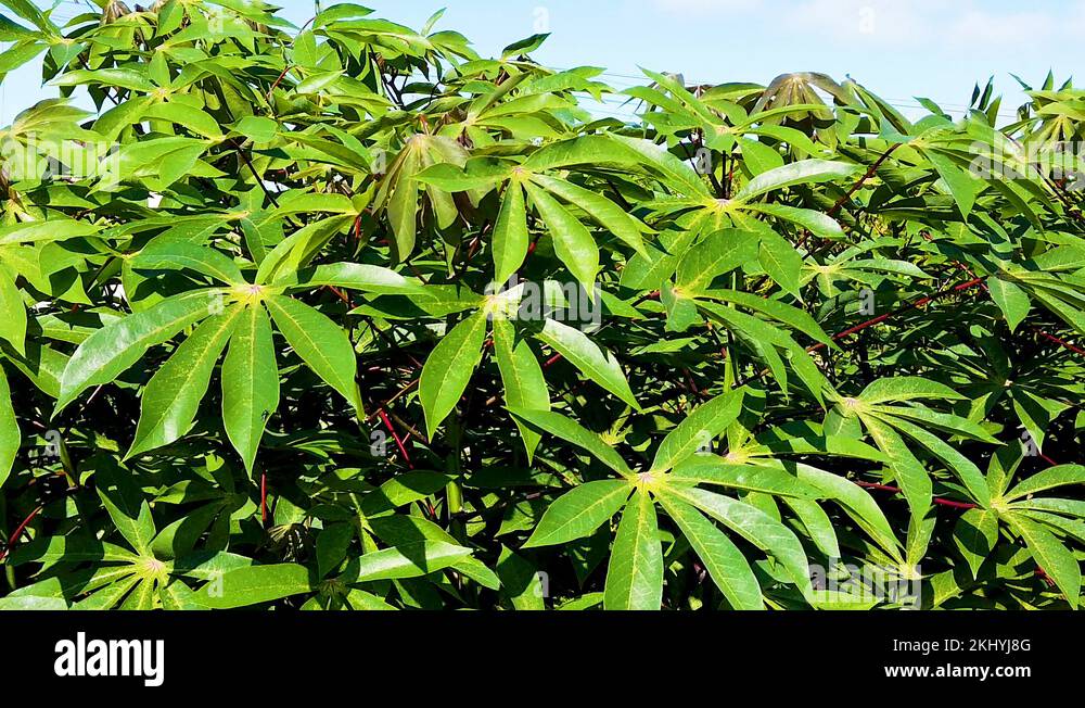 Cassava tree leaf Stock Videos & Footage - HD and 4K Video Clips - Alamy