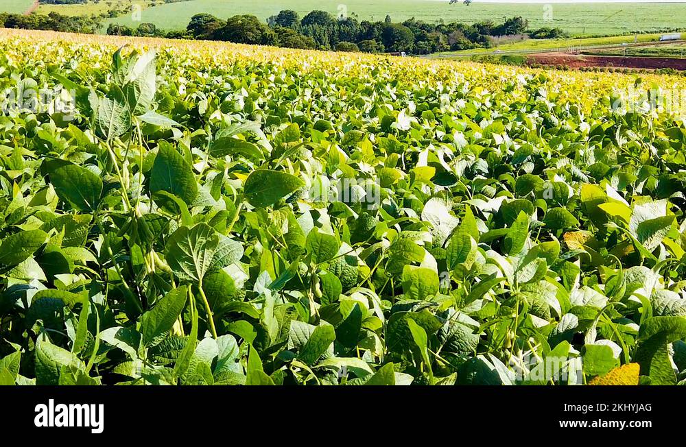 Green soya bean Stock Videos & Footage - HD and 4K Video Clips - Alamy