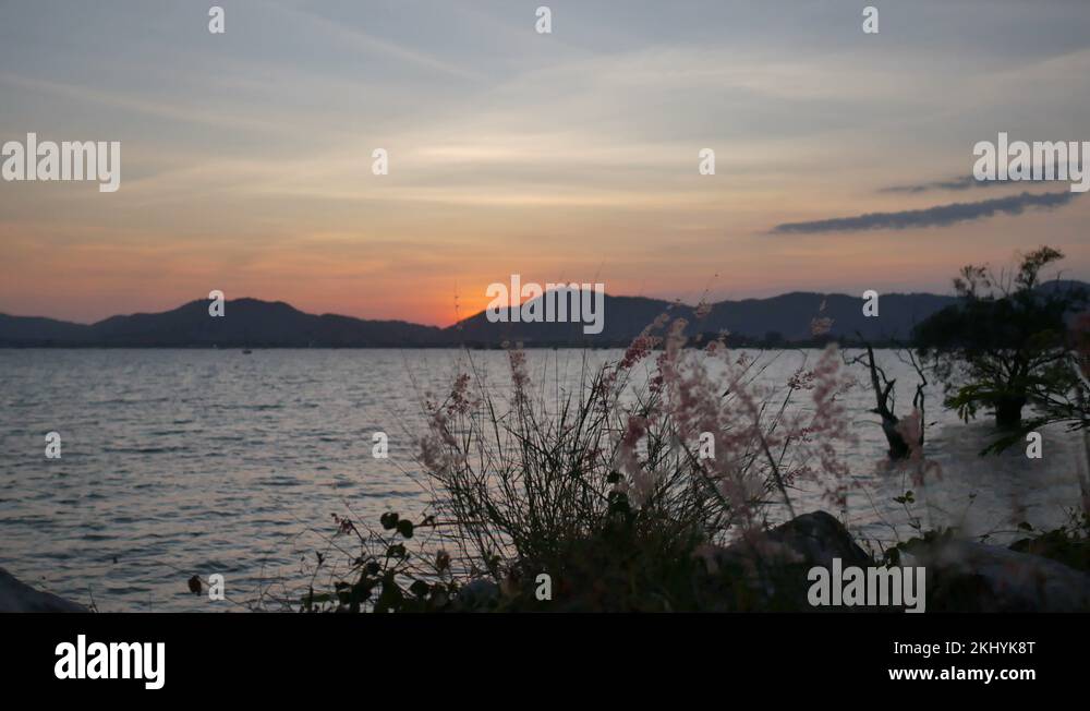 moving grass flower tree with strong wind, moving wave in sea ...