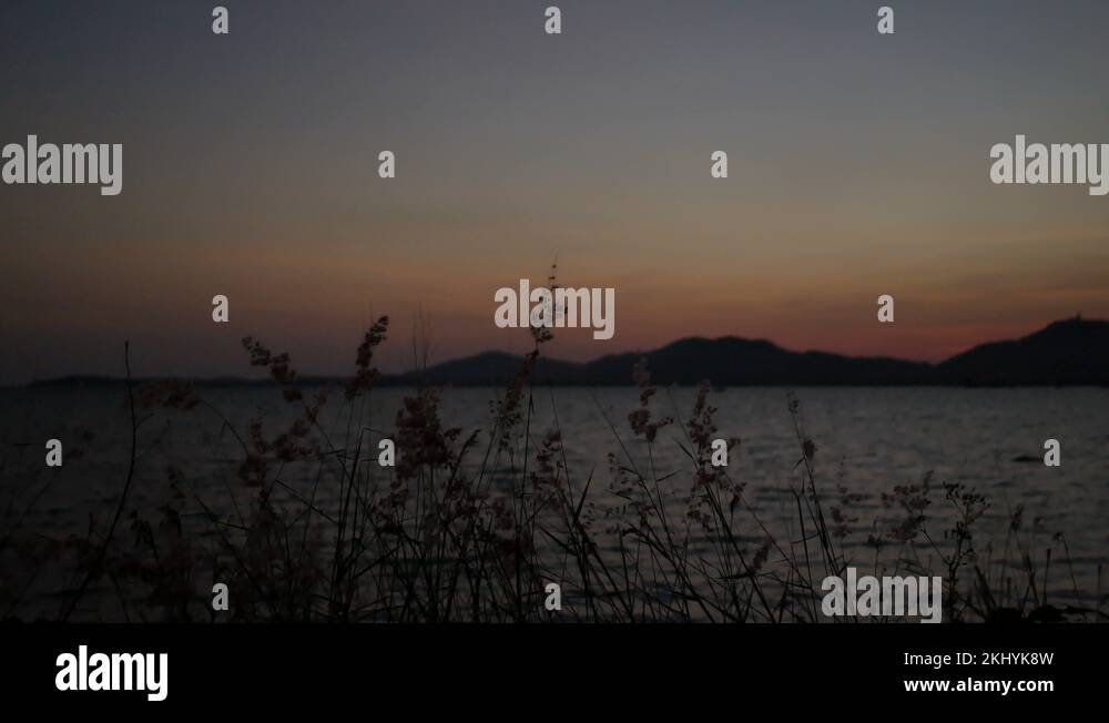 moving grass flower tree with strong wind, moving wave in sea ...