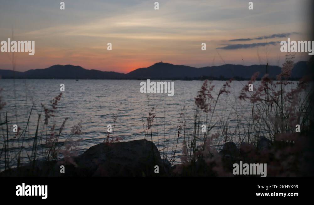 moving grass flower tree with strong wind, moving wave in sea ...