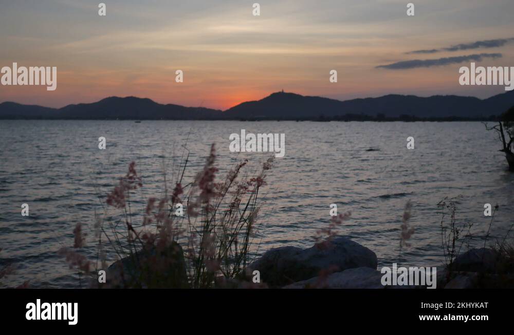 moving grass flower tree with strong wind, moving wave in sea ...