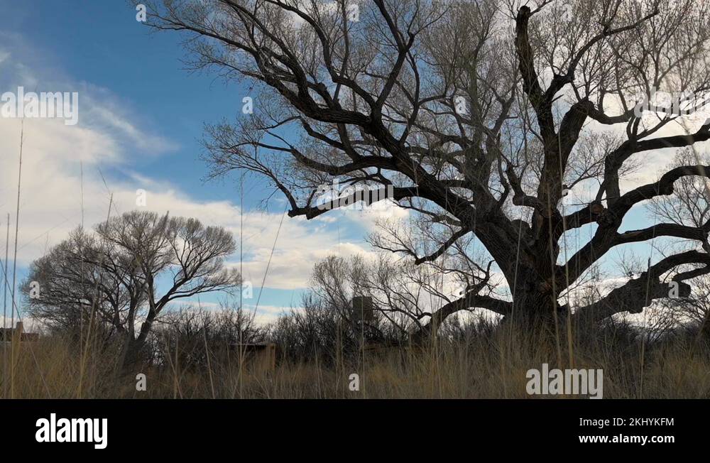 Huge oak tree Stock Videos & Footage - HD and 4K Video Clips - Alamy