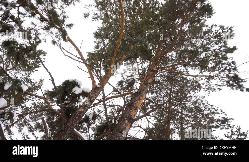 Fairy tale grove Stock Videos & Footage - HD and 4K Video Clips - Alamy