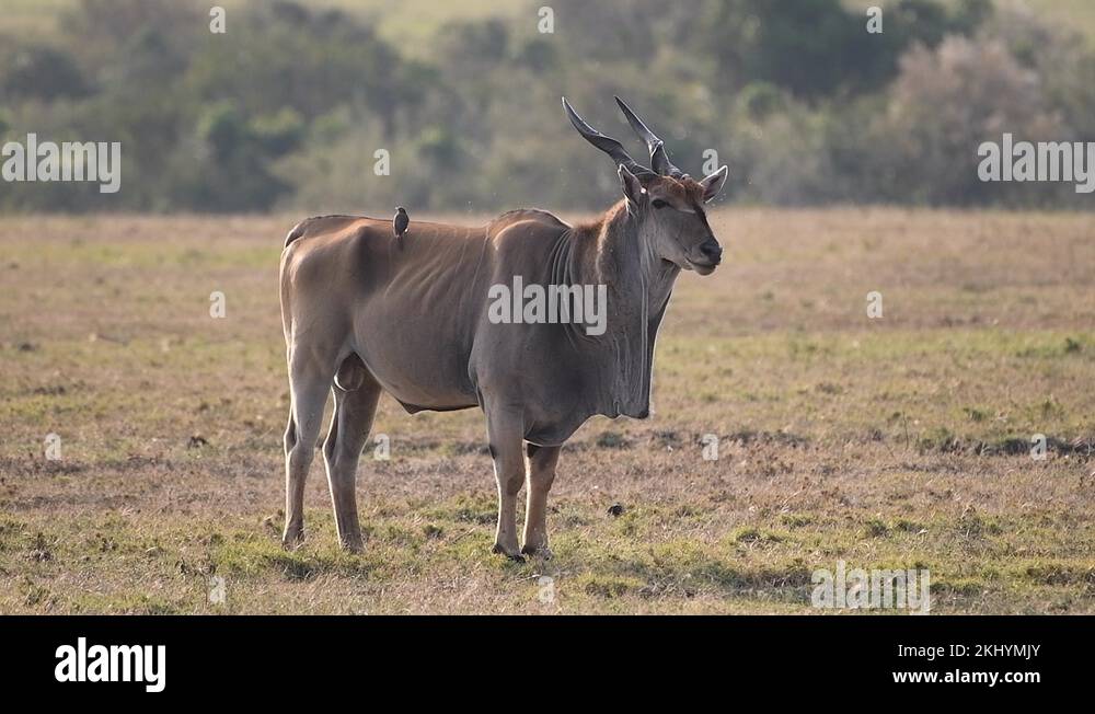 Large eland bull shaking head and swishing tale in the Maasai Mara ...