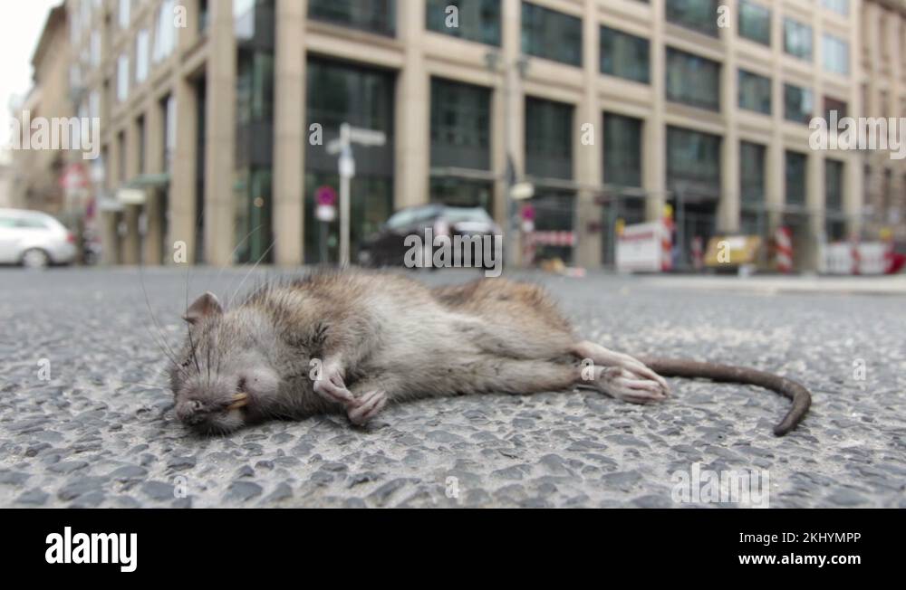 Rat city street Stock Videos & Footage - HD and 4K Video Clips - Alamy