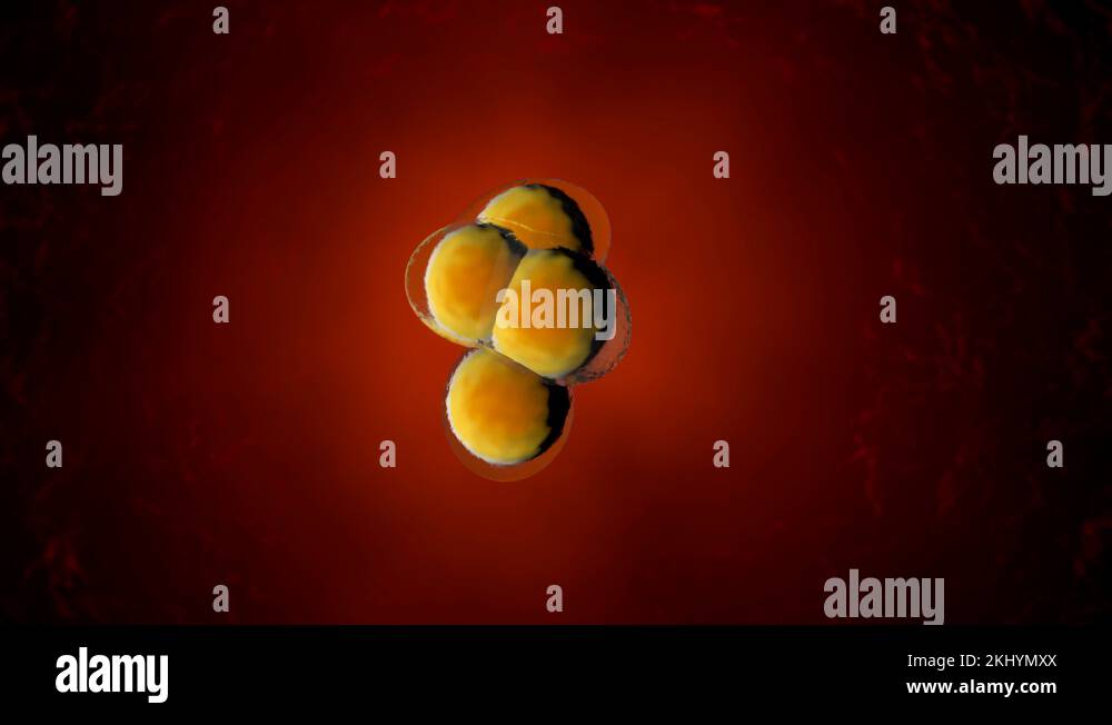 Adipocyte aka Fat cell cell division process Stock Video Footage - Alamy