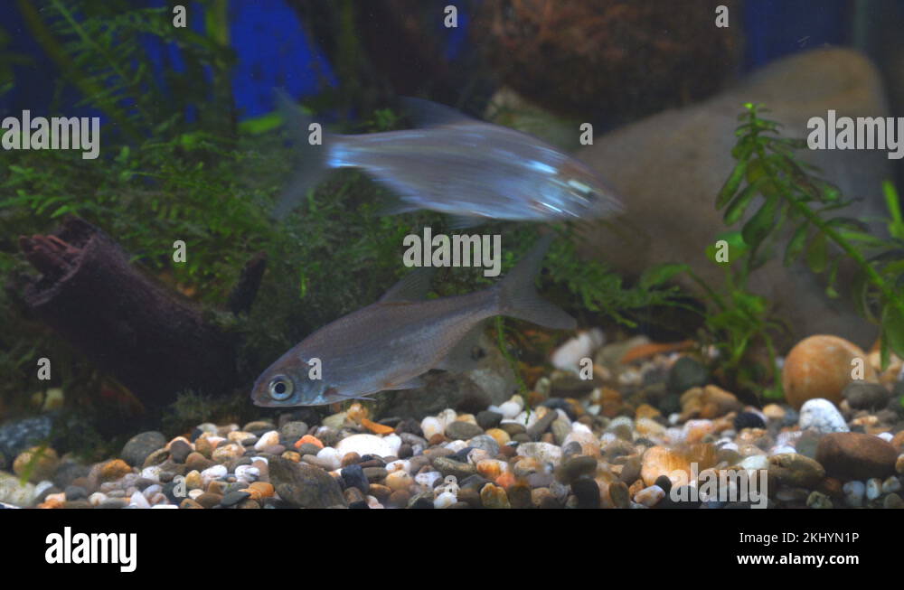 Young bream, and crucian carp swim in the aquarium. Freshwater river ...