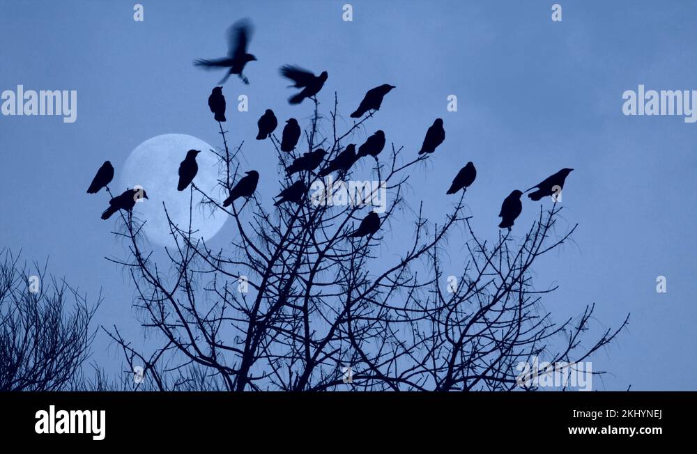 Ominous murder of crows plotting in treetops as the moon rises Stock ...