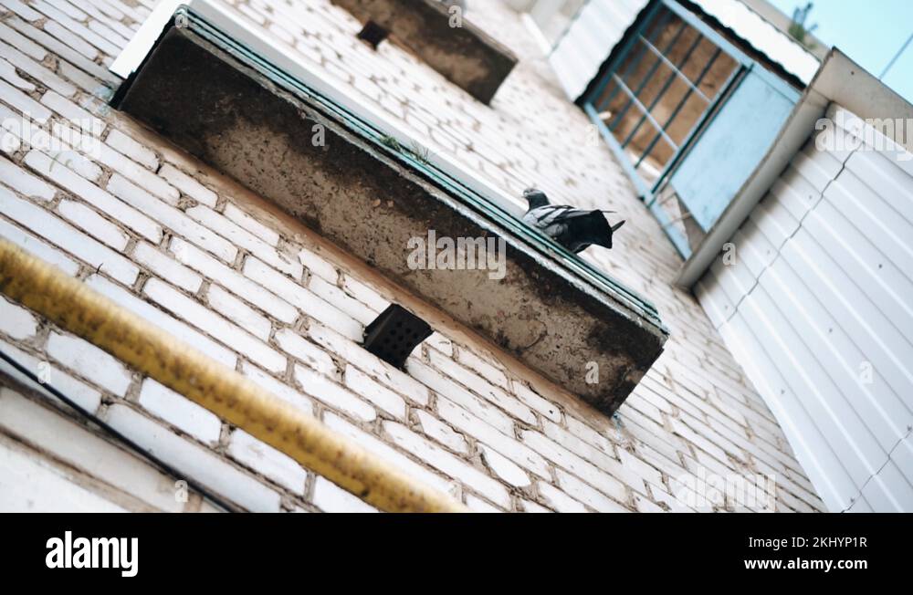 Urban birds Stock Videos & Footage - HD and 4K Video Clips - Alamy