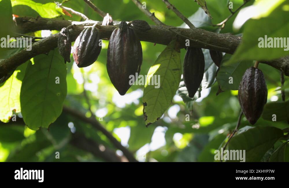 Cacao tree with pods Stock Videos & Footage - HD and 4K Video Clips - Alamy