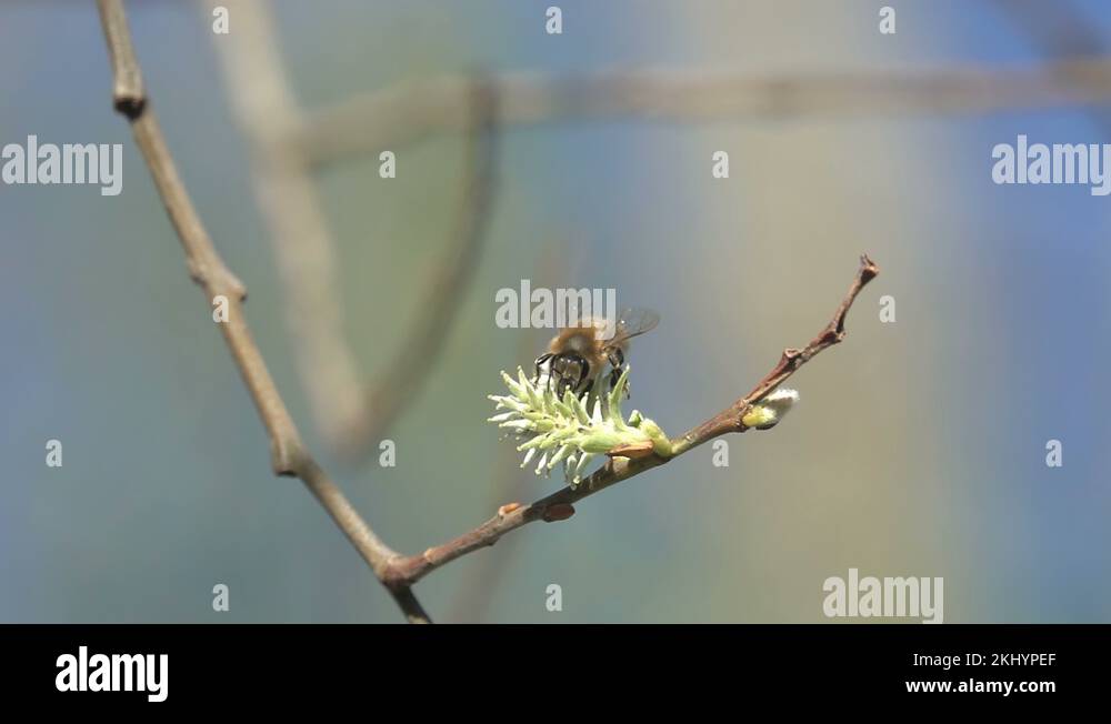 Bud pollination Stock Videos & Footage - HD and 4K Video Clips - Alamy
