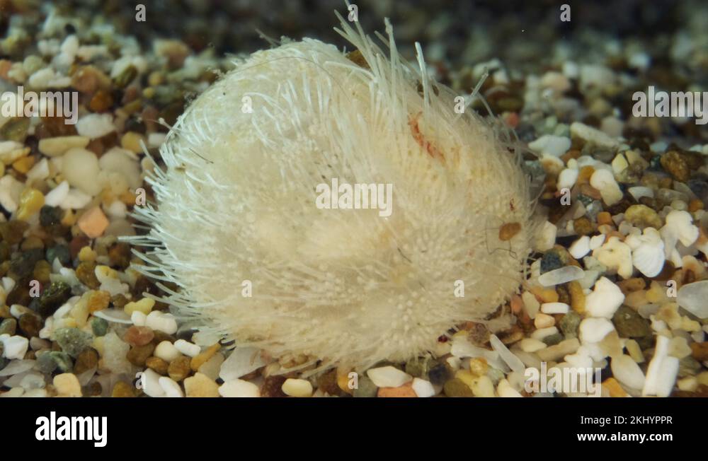 Sea potato Stock Videos & Footage - HD and 4K Video Clips - Alamy