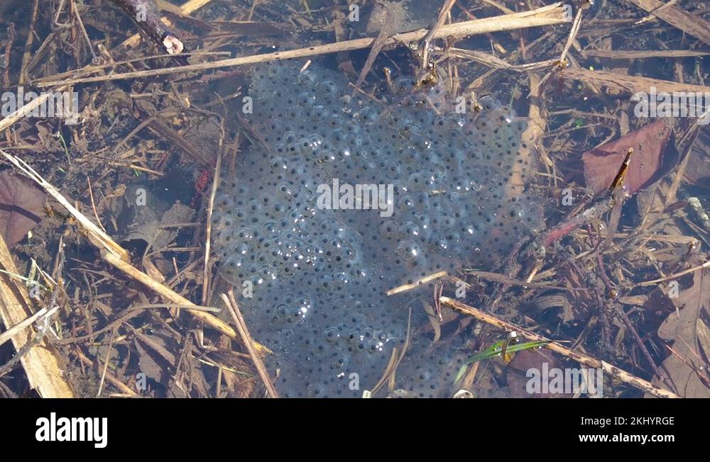 Amphibian spawn Stock Videos & Footage - HD and 4K Video Clips - Alamy