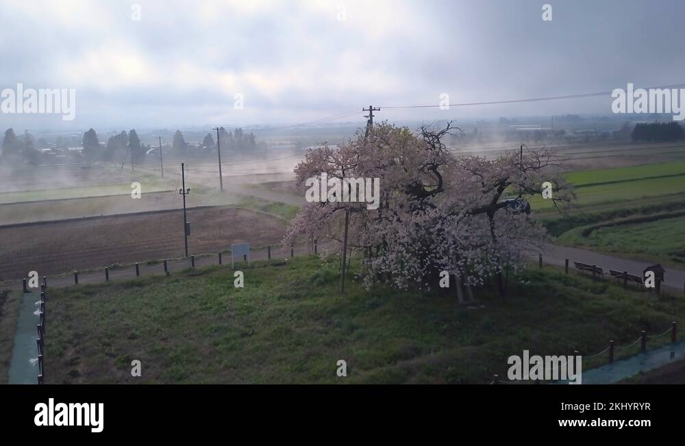 Fukushima japan cherry tree Stock Videos & Footage - HD and 4K Video ...