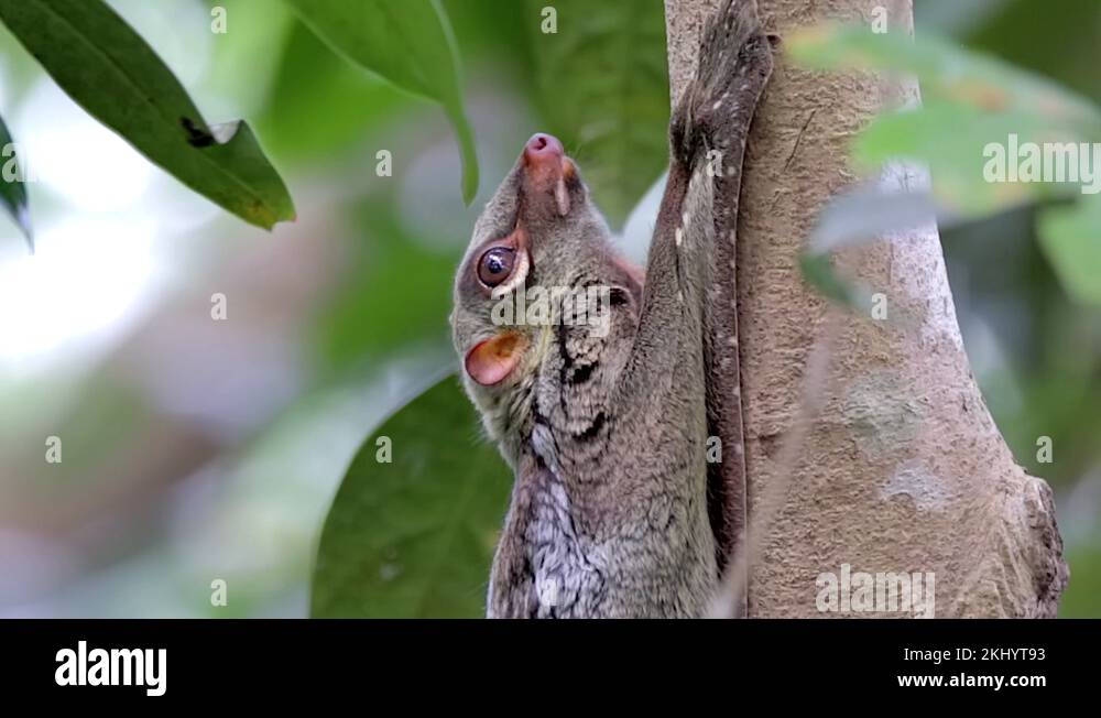 Flying Lemur, Or Colugo, Clinging On A Tree In A Small Nature Park In ...