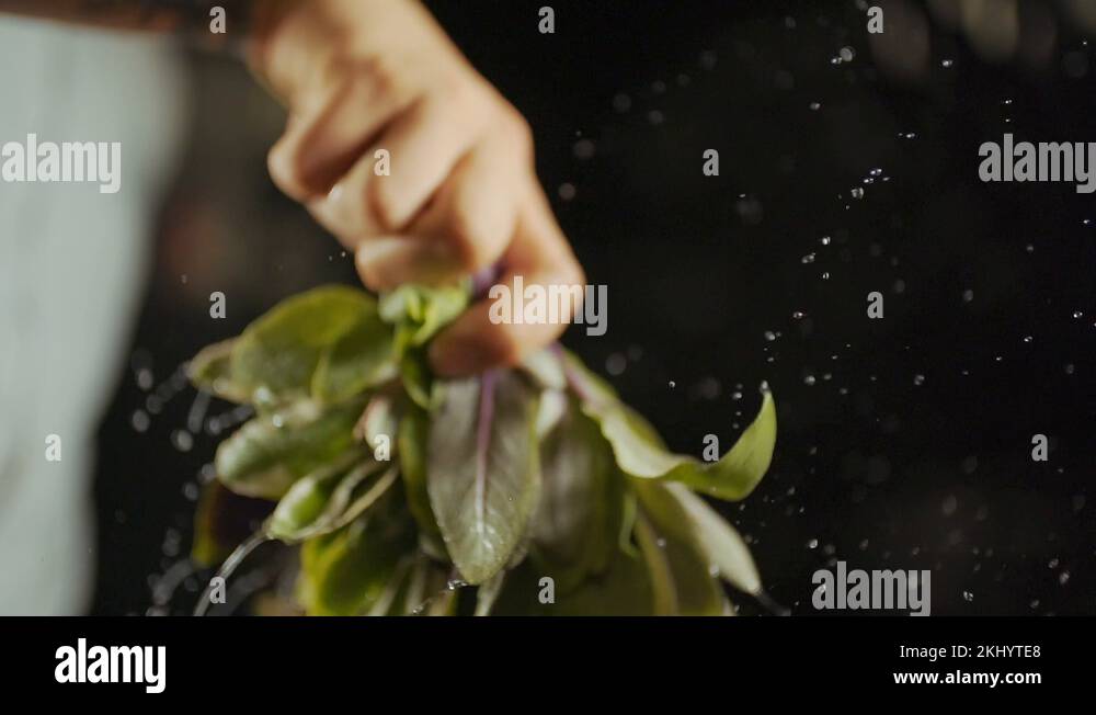 the cook shakes the vegetables in his hand and water drops are poured ...