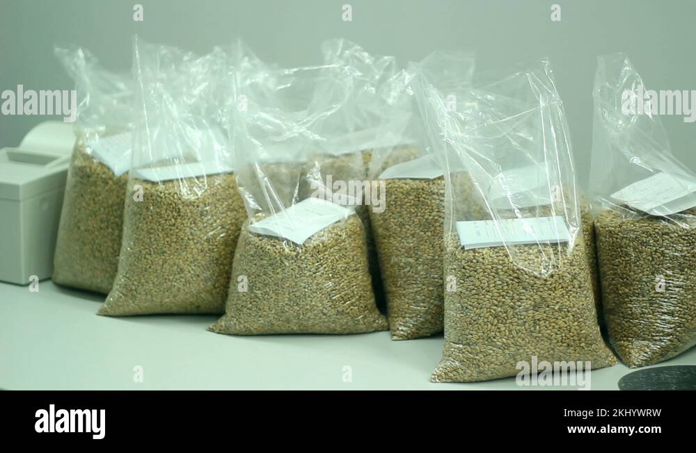 Wheat grain seed sample Stock Videos & Footage - HD and 4K Video Clips ...