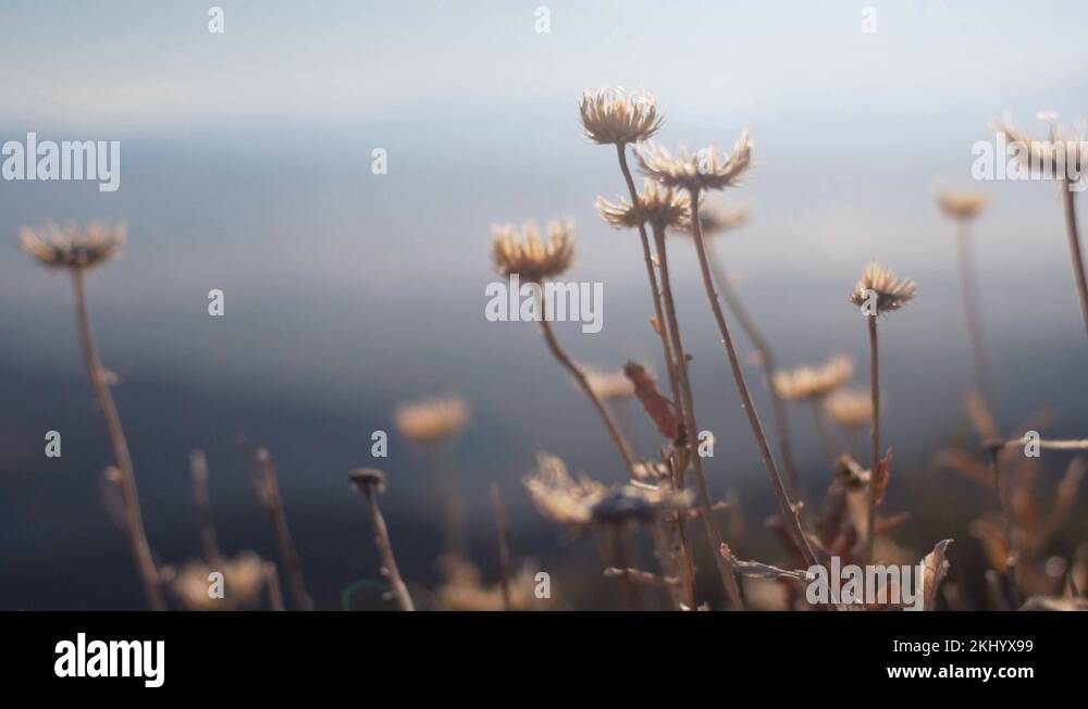 Blurred desert background Stock Videos & Footage - HD and 4K Video ...