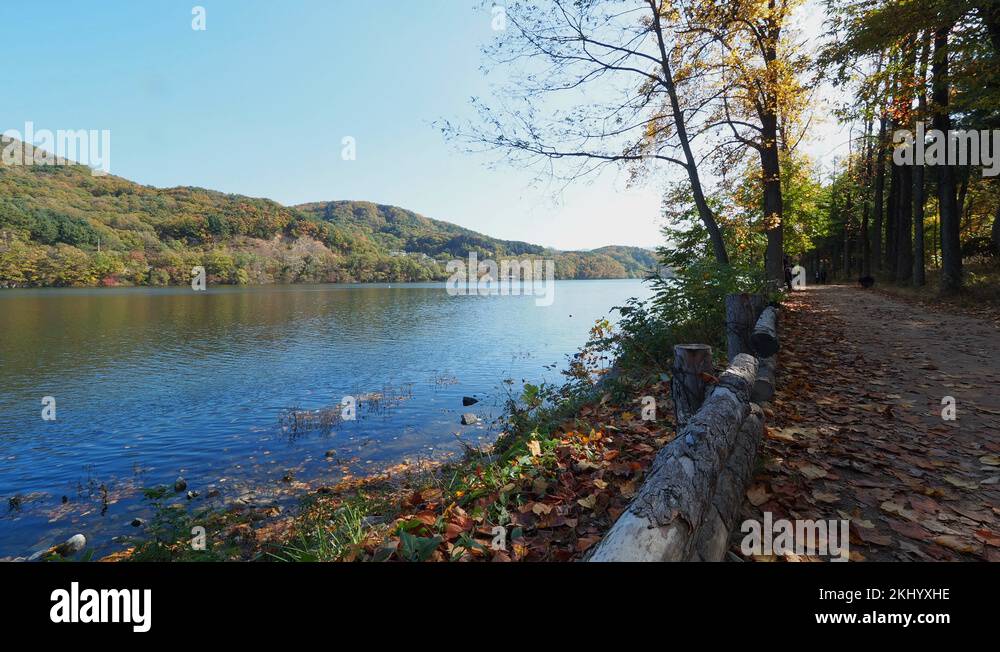 Colorful Fall foliage trees with beautiful lake at Nami Island, Natural ...