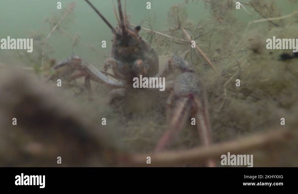 Freshwater life under water Stock Videos & Footage - HD and 4K Video ...