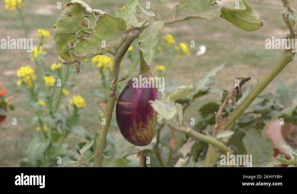 Brinjal tree Stock Videos & Footage - HD and 4K Video Clips - Alamy