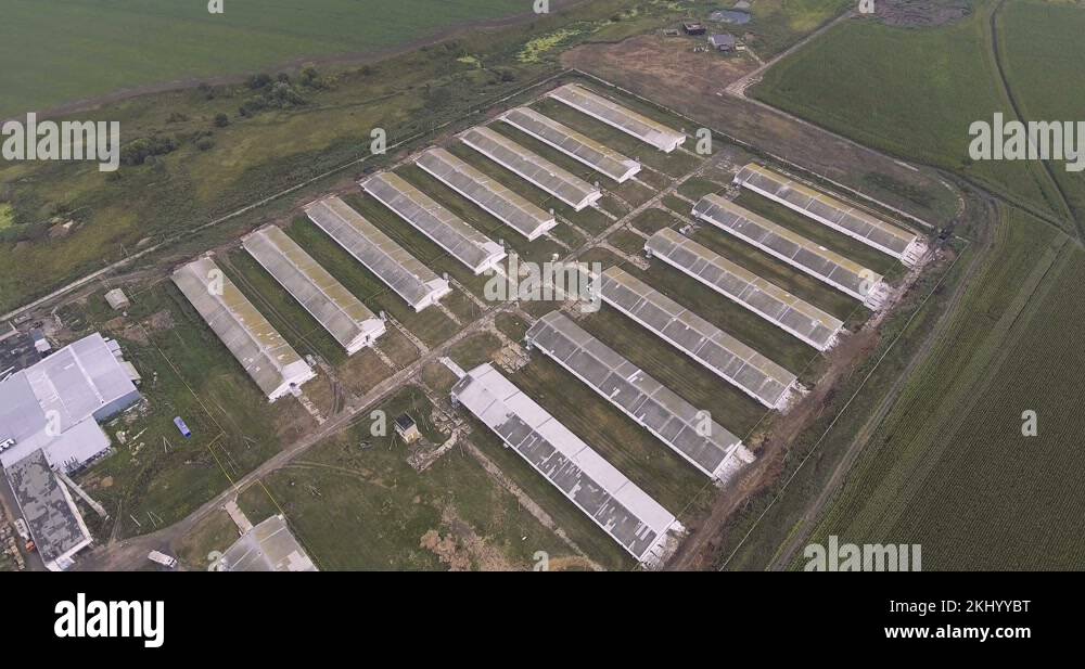 Commercial poultry farm Stock Videos & Footage - HD and 4K Video Clips ...