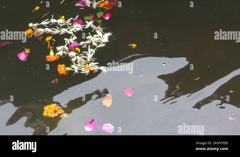 Environmental pollution flower Stock Videos & Footage - HD and 4K Video ...